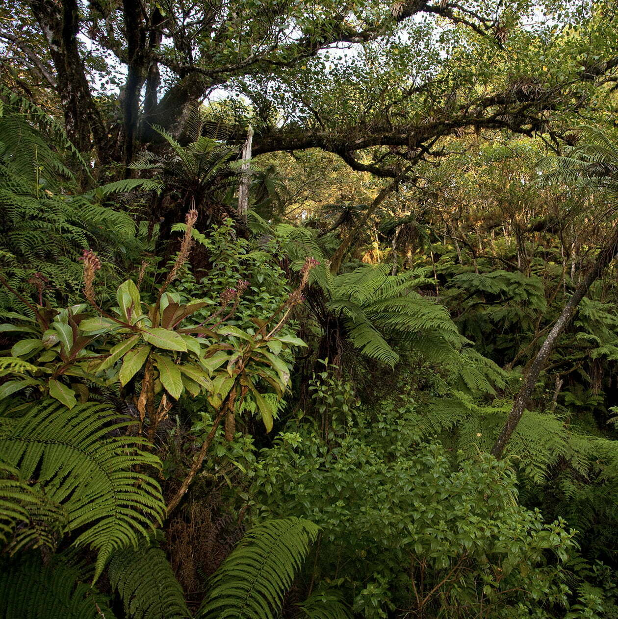 Home - Haiti National Trust