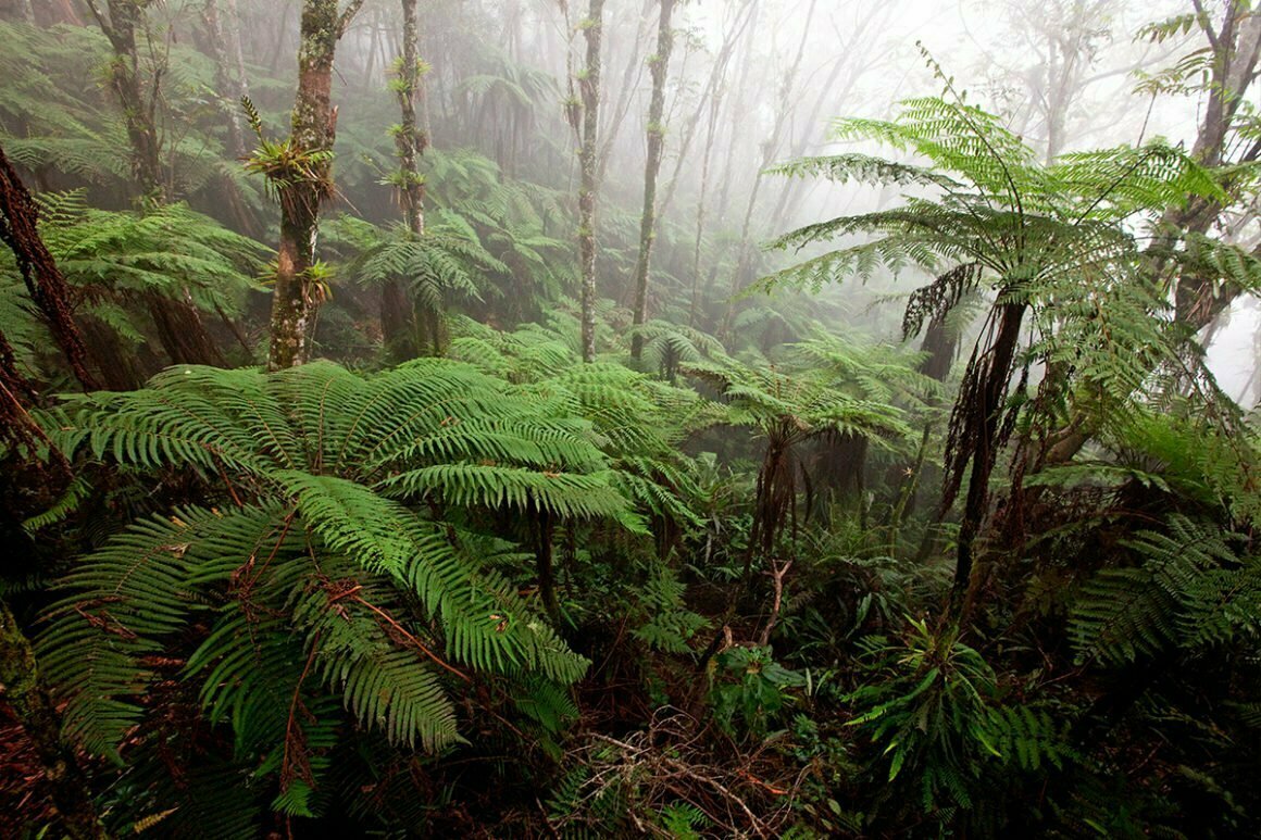 Macaya - Haiti National Trust