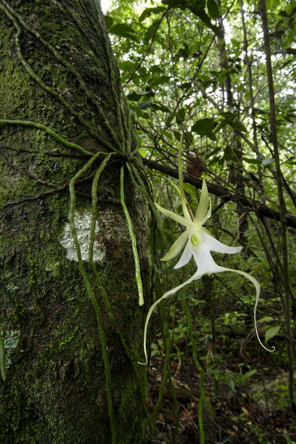 Macaya - Haiti National Trust