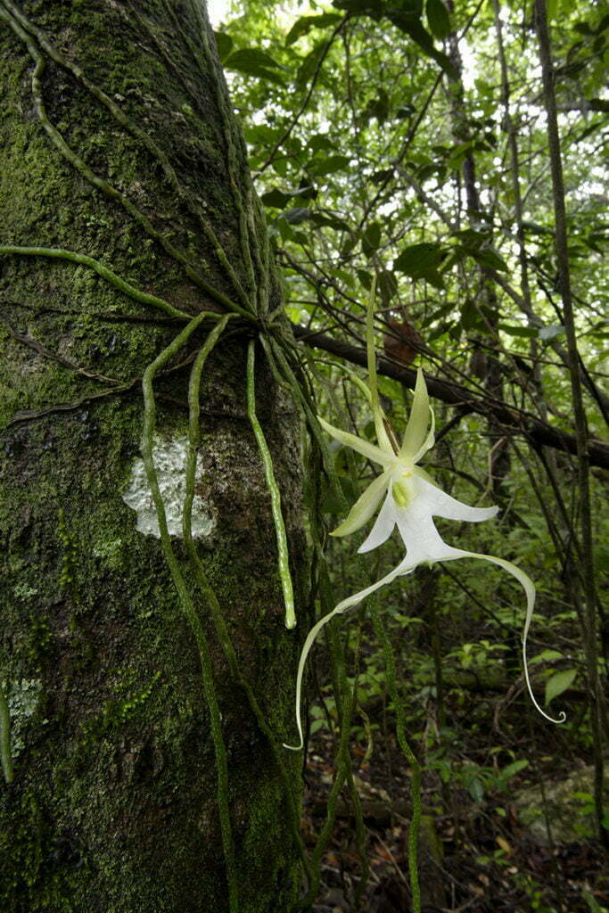 Macaya - Haiti National Trust