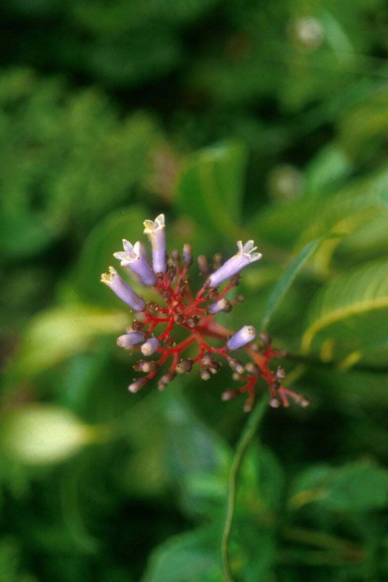Macaya - Haiti National Trust