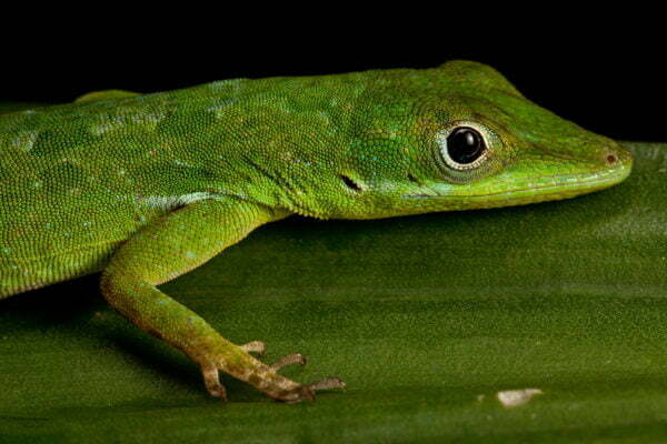 Macaya - Haiti National Trust