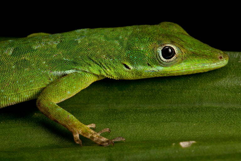 Macaya - Haiti National Trust