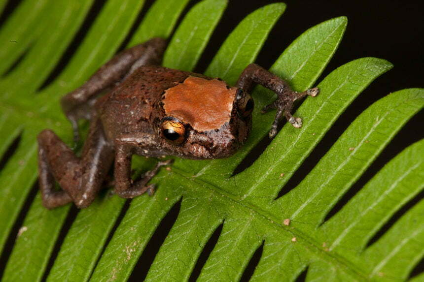 Macaya - Haiti National Trust