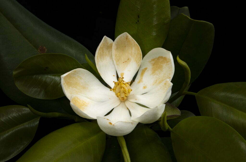 Rediscovered magnolia tree spurs hope in Haiti, where just 1 percent of ...
