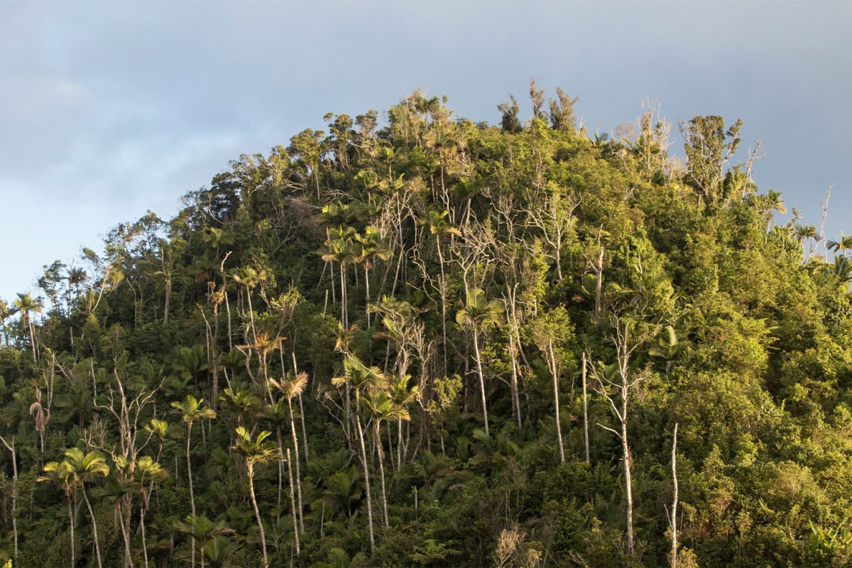 Amid conflict and chaos, a reforestation project of HNT surges ahead in ...