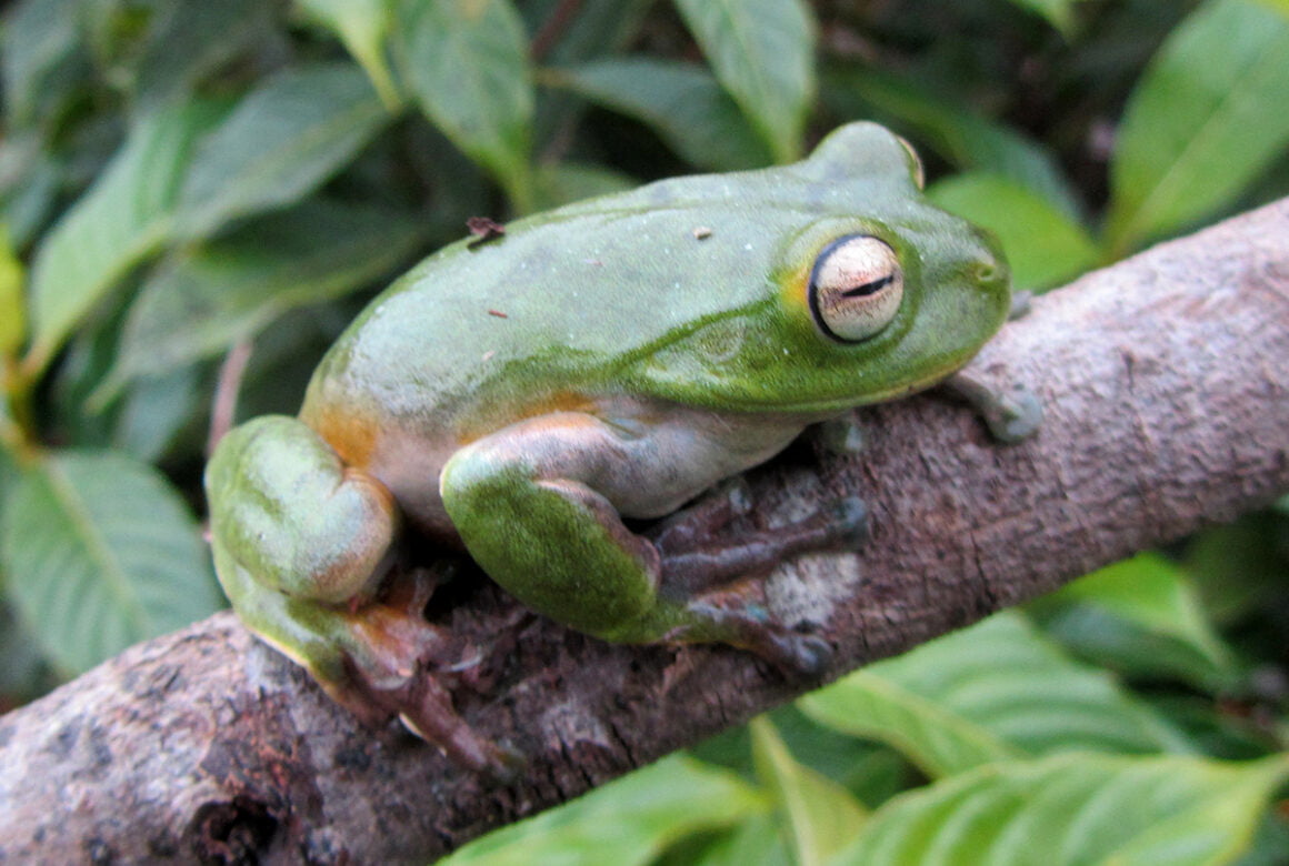 Celebrating the Successes of Haiti National Trust: A Glimmer of Hope for Biodiversity - Haiti ...