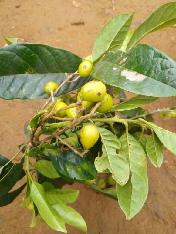 Revealing the Enigmatic 'Frog Tree' - Haiti National Trust